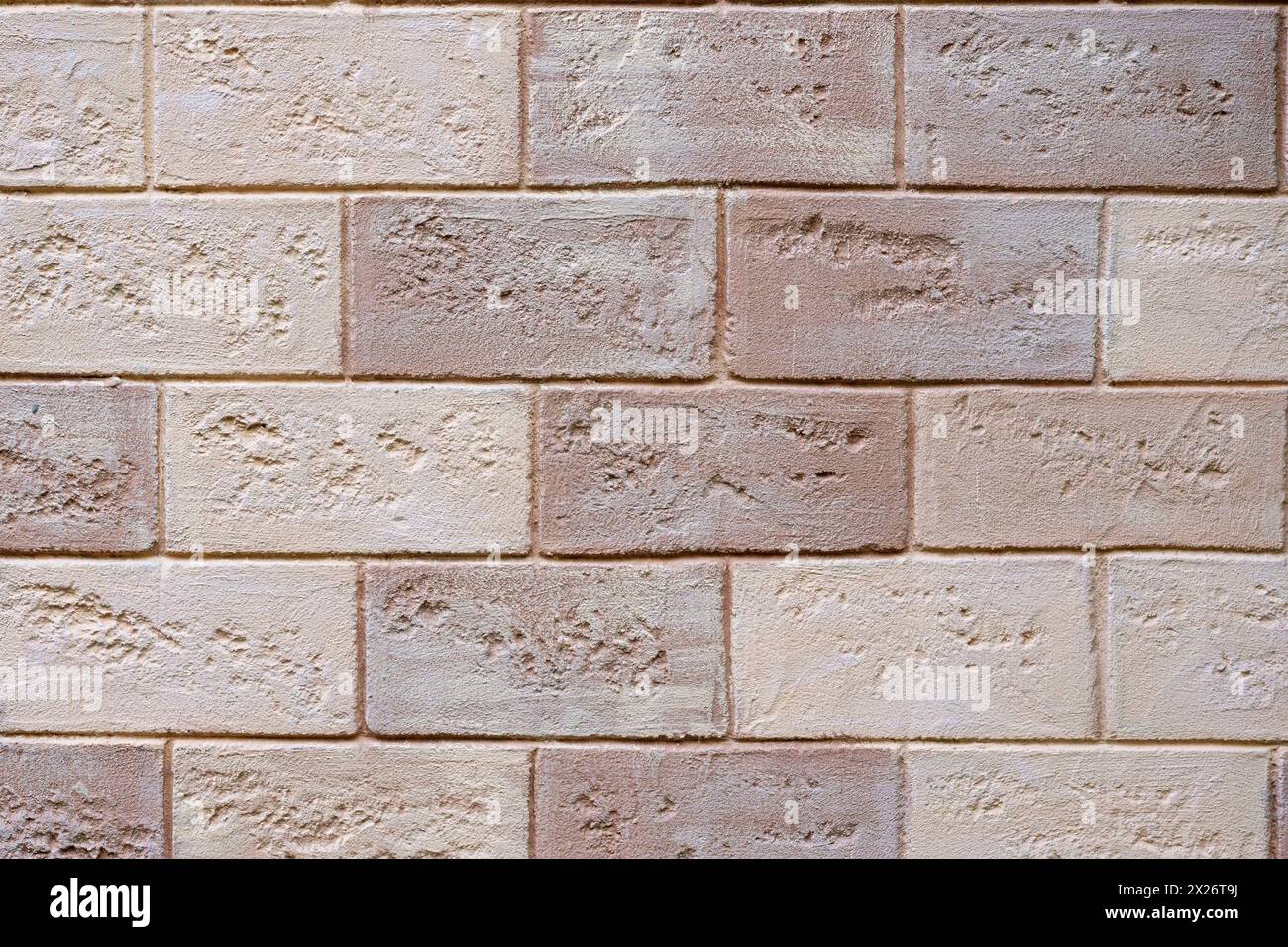 The texture is a brick wall. blossom, color, bloom, flower, coloring ...