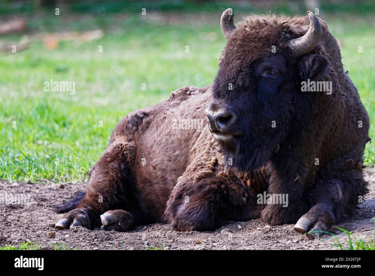 Wisent, European bison (Bos bonasus) also bison bull, bull, captive ...