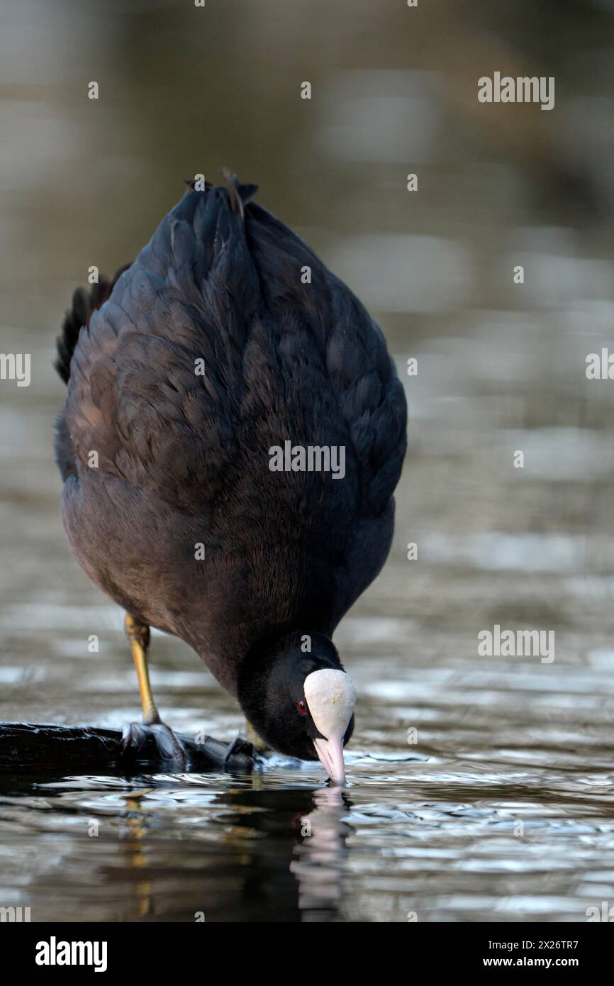 Eurasian Coot rail, coot (Fulica atra), adult bird, territorial ...