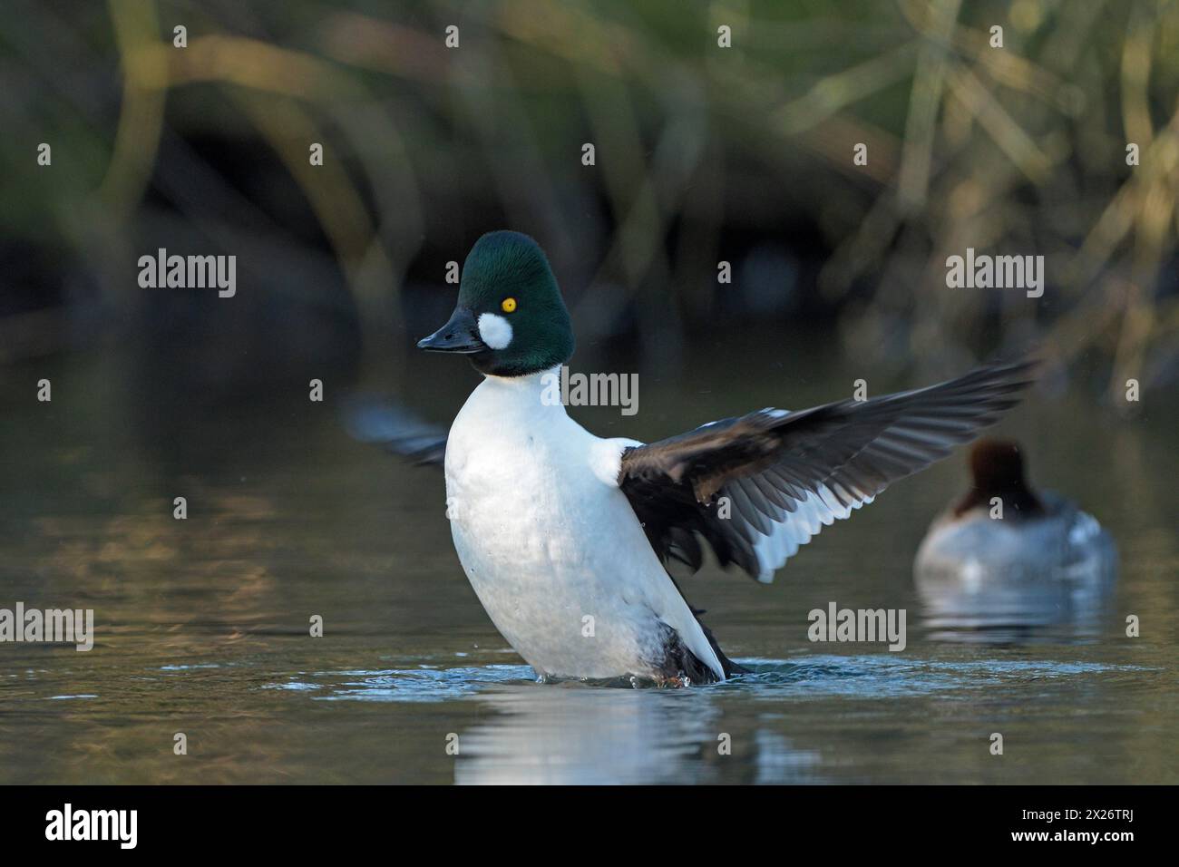 Common goldeneye (Bucephala clangula), pair, drake in mating plumage ...