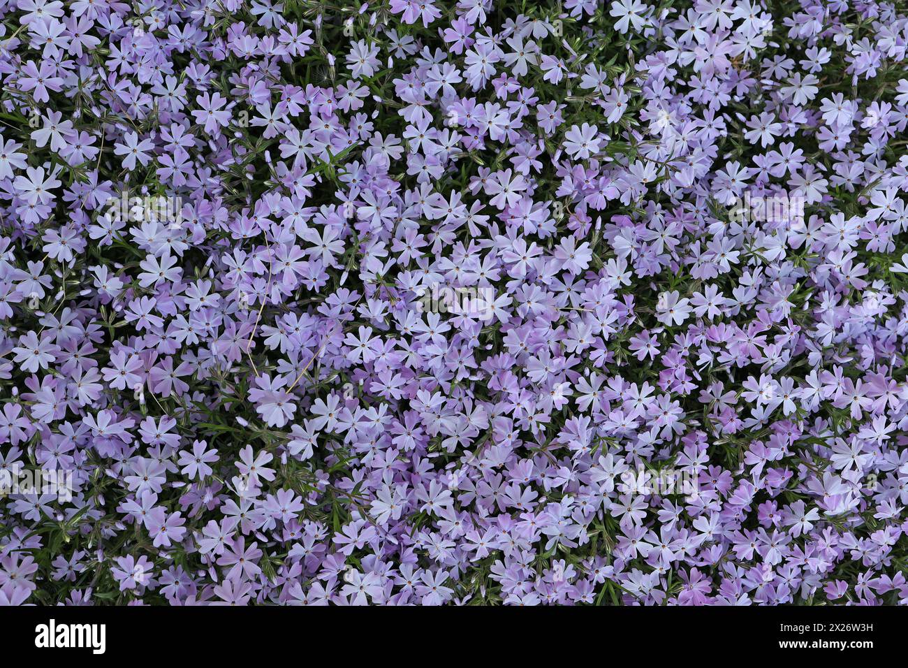 Exuberant flowering of phlox awl-shaped. Lilac phlox subulate ...