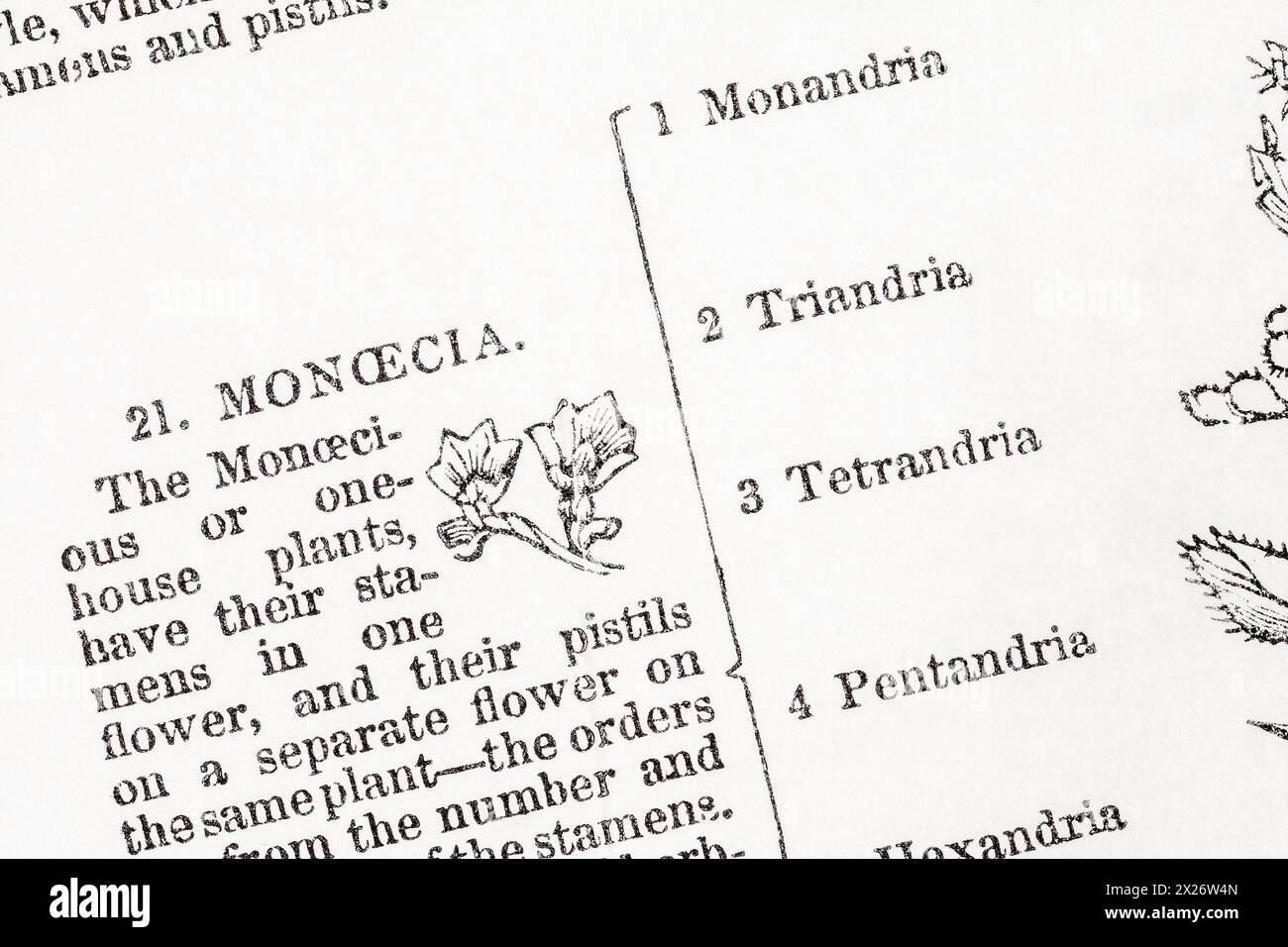 Page detail of 1872 Ed. of William Rhind's famous 'A History of the ...