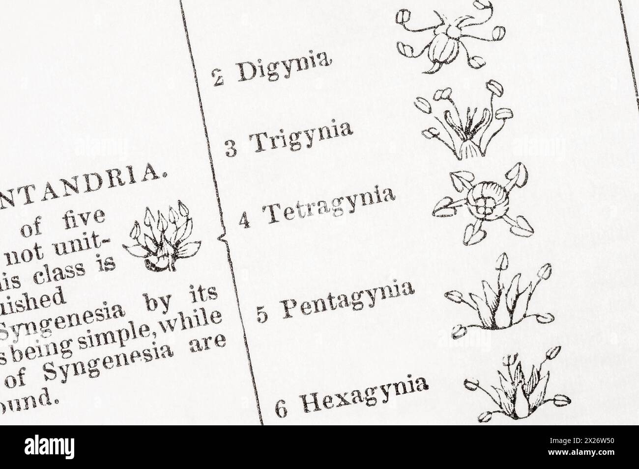 Classification of plants hi-res stock photography and images - Alamy