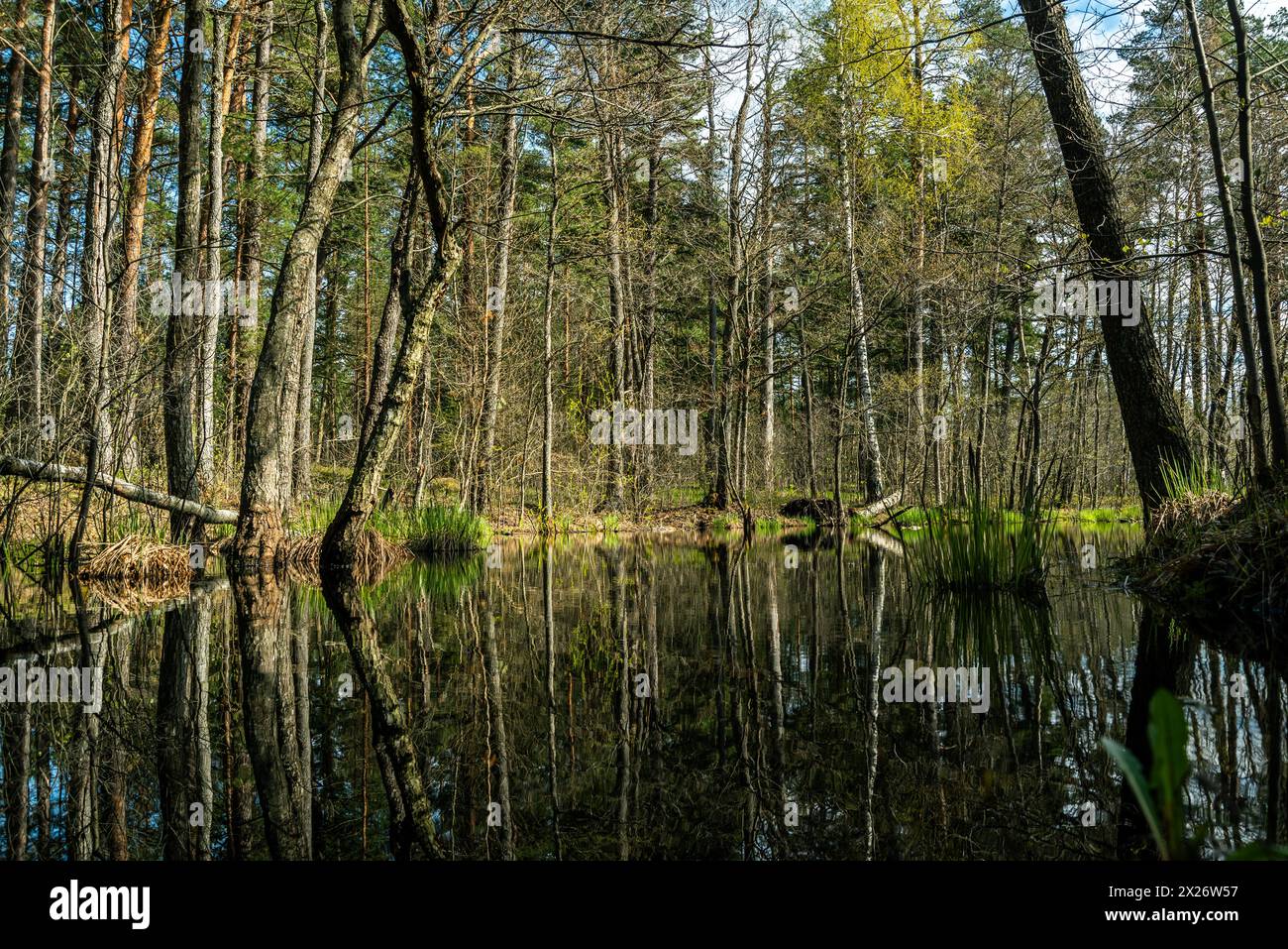 Spring in swamp beautiful grass hi-res stock photography and images - Alamy