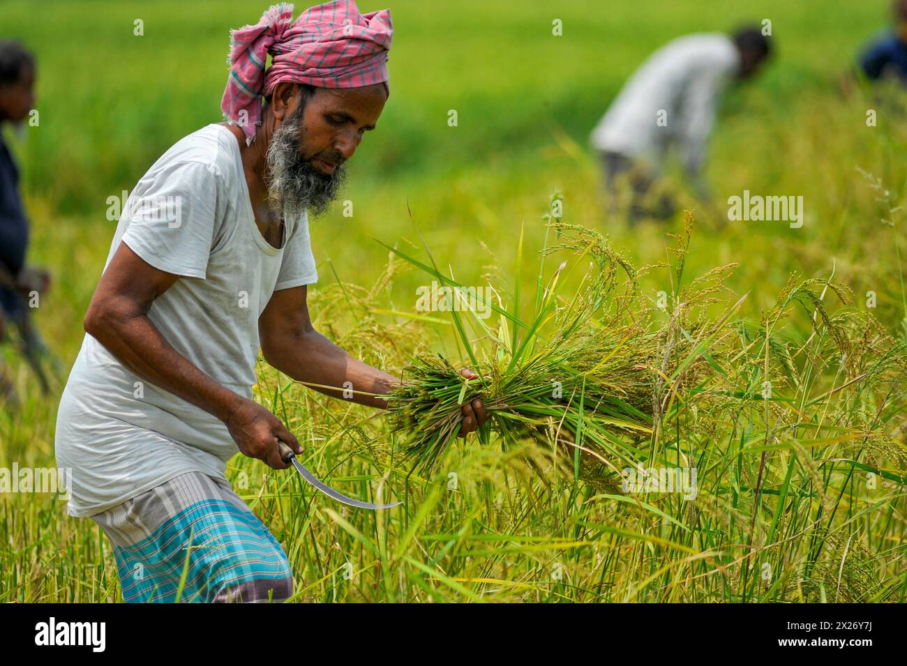 Farmers harvest Boro padd in Telikhal area of Companyganj upazila. Have ...