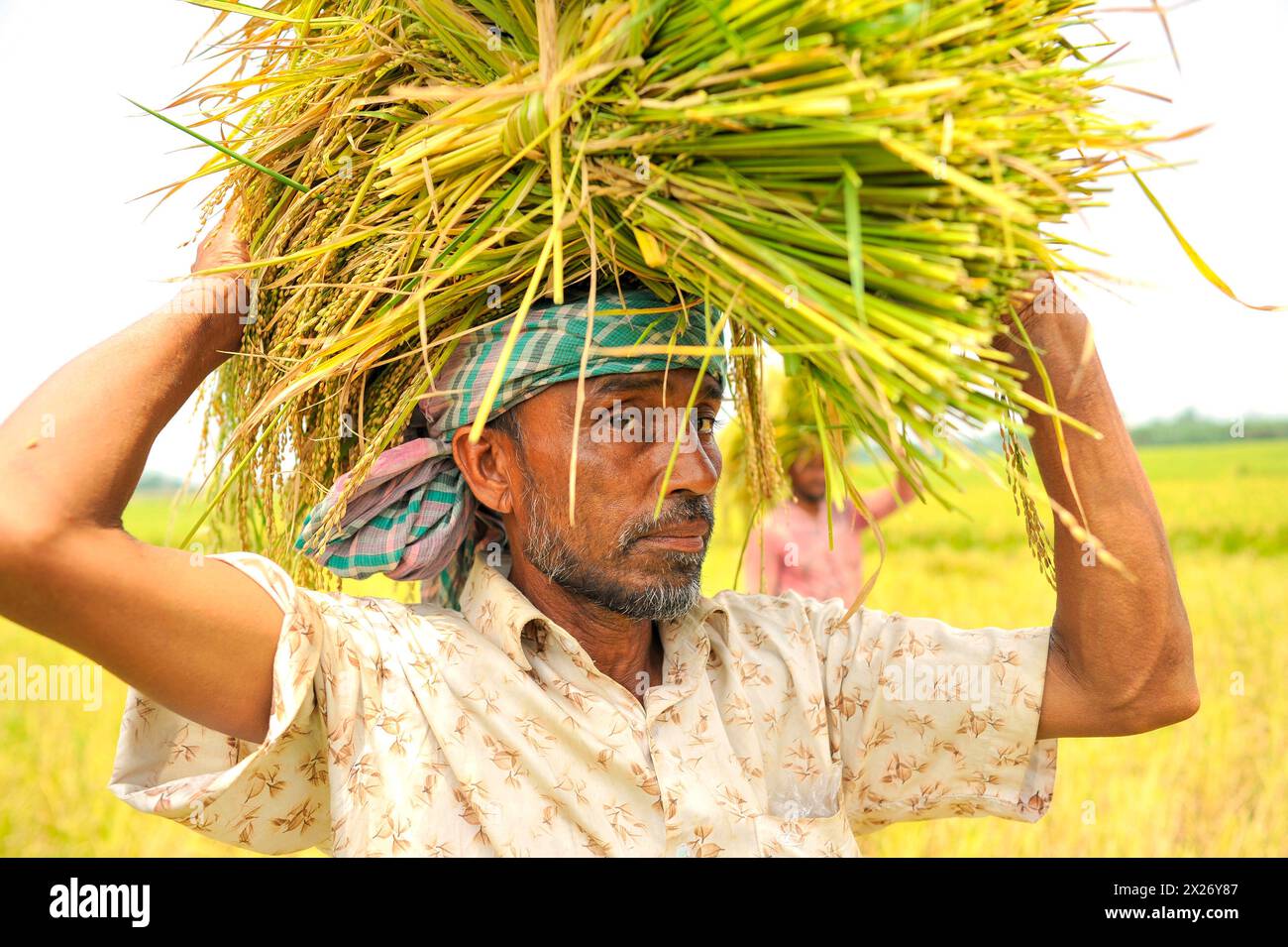 Farmers harvest Boro padd in Telikhal area of Companyganj upazila. Have ...