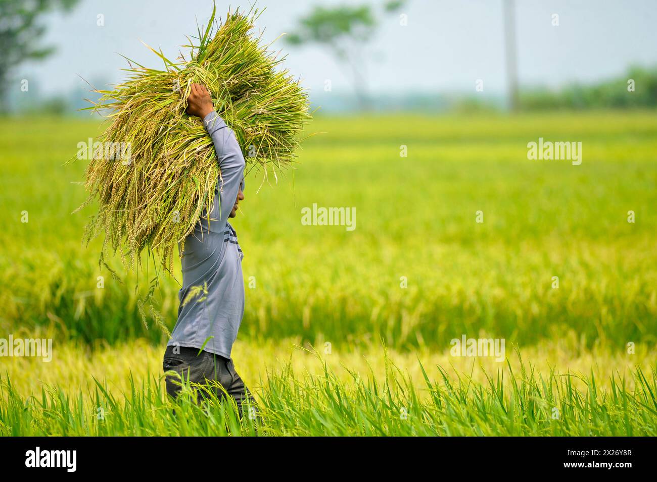Farmers harvest Boro padd in Telikhal area of Companyganj upazila. Have ...