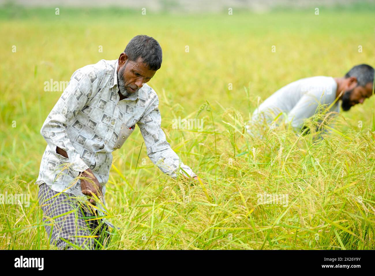Farmers harvest Boro padd in Telikhal area of Companyganj upazila. Have ...