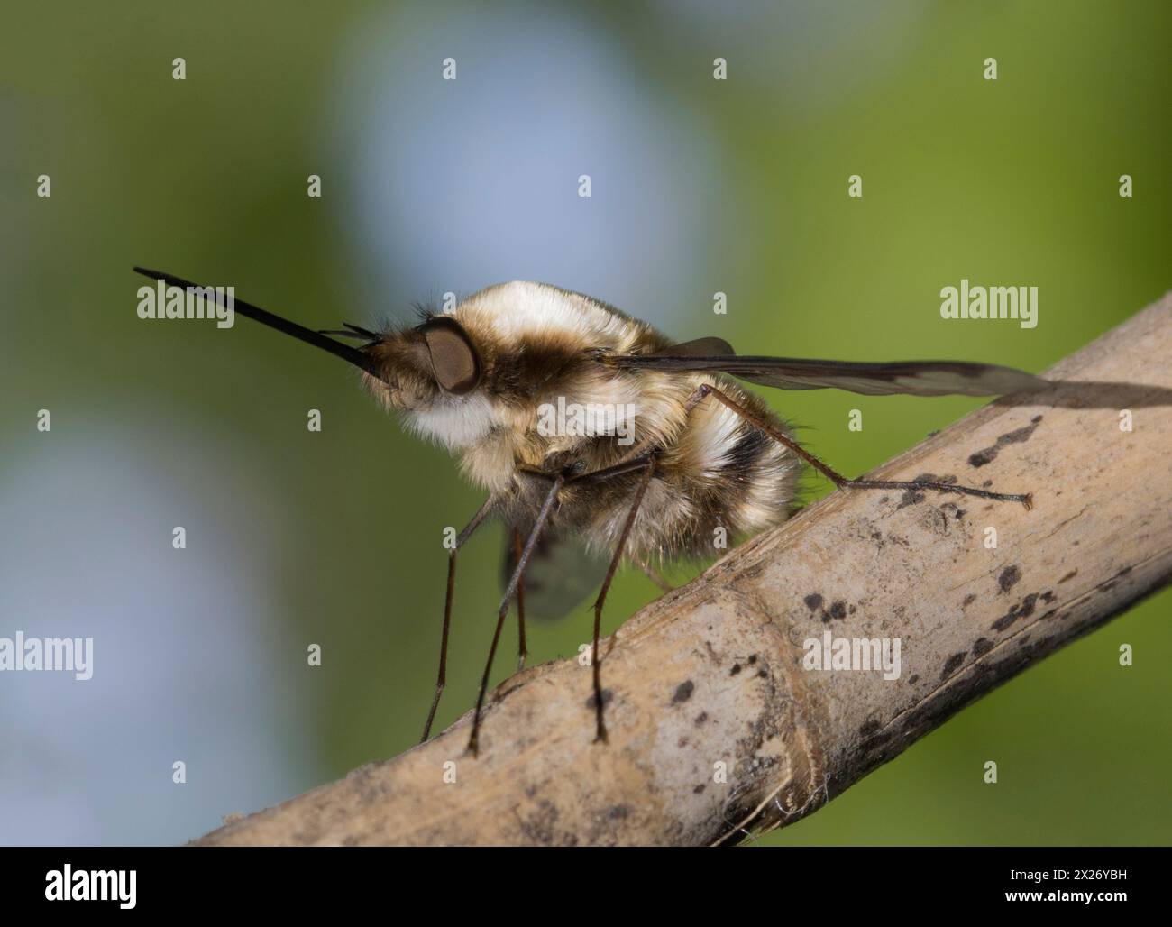 White Bee Fly Stock Photo - Alamy