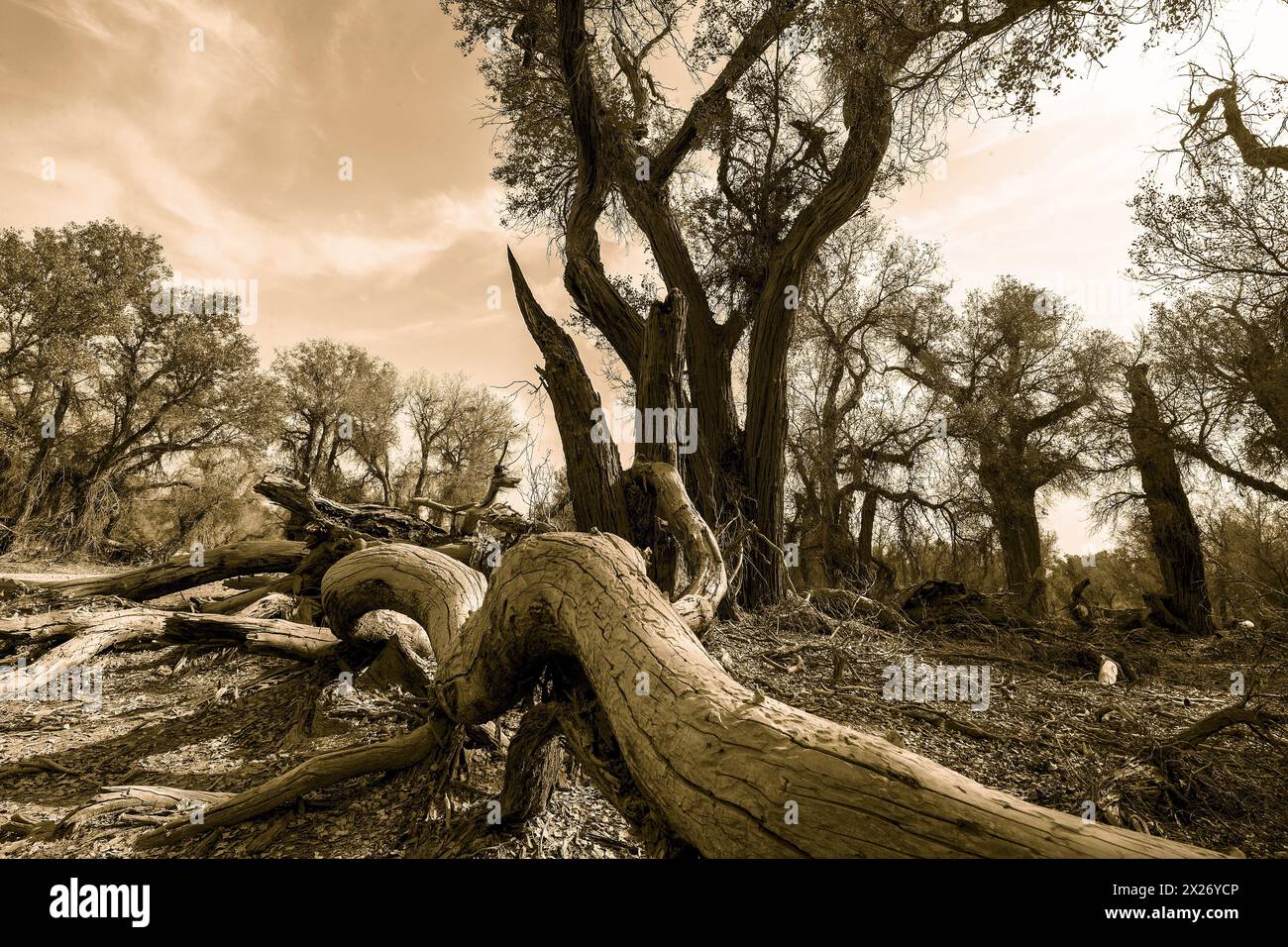 Thousand year old tree trunk Populus euphratica forest strange forest ... Thousand year old tree trunk Populus euphratica forest strange forest ...