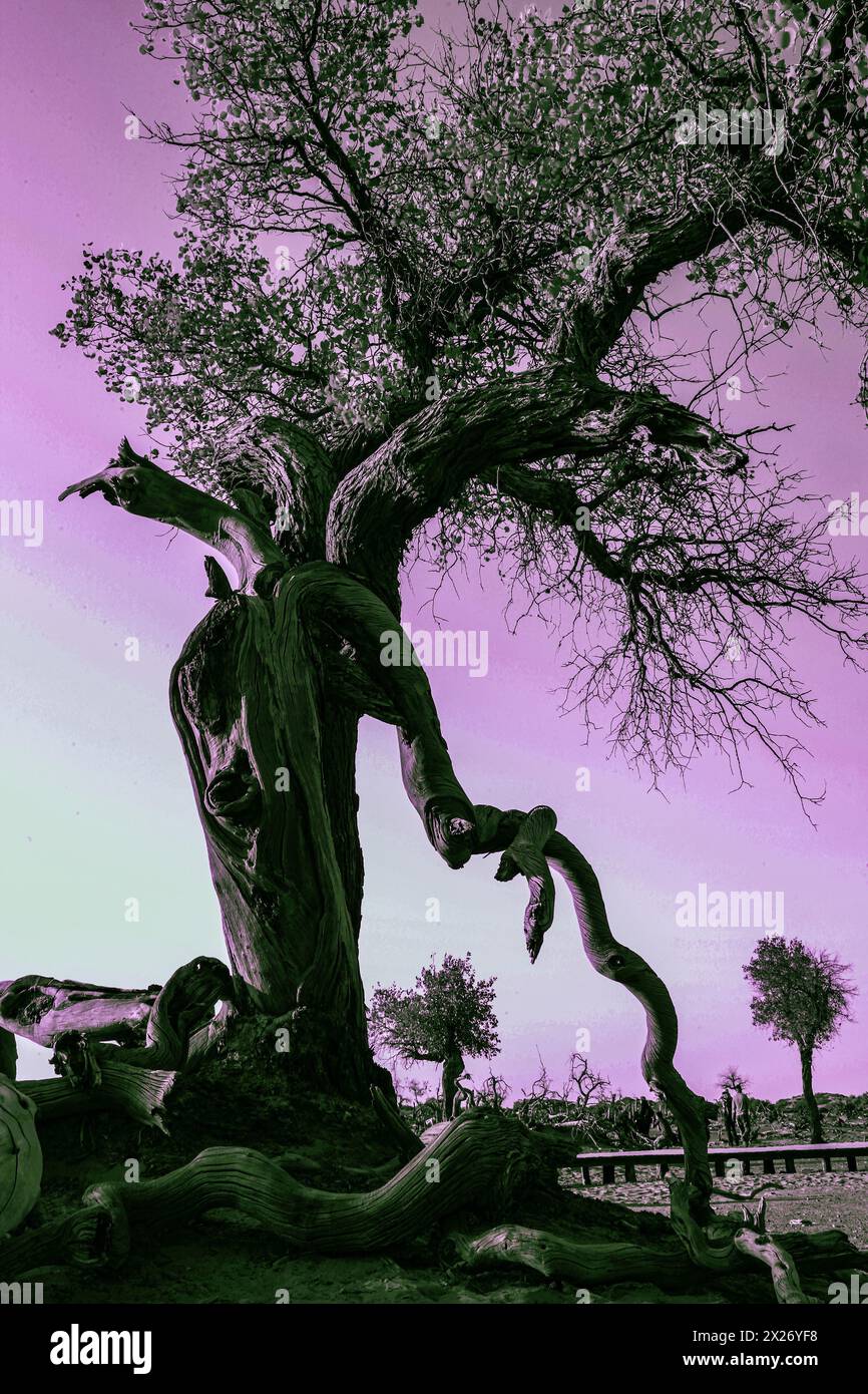 Strange forests hi-res stock photography and images - Alamy