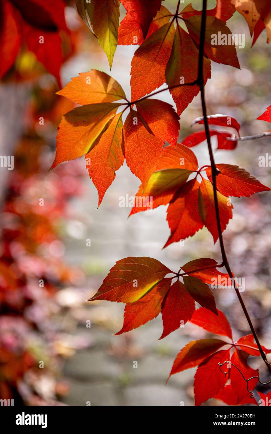 red and yellow leaves of a Virginia creeper Parthenocissus quinquefolia ...