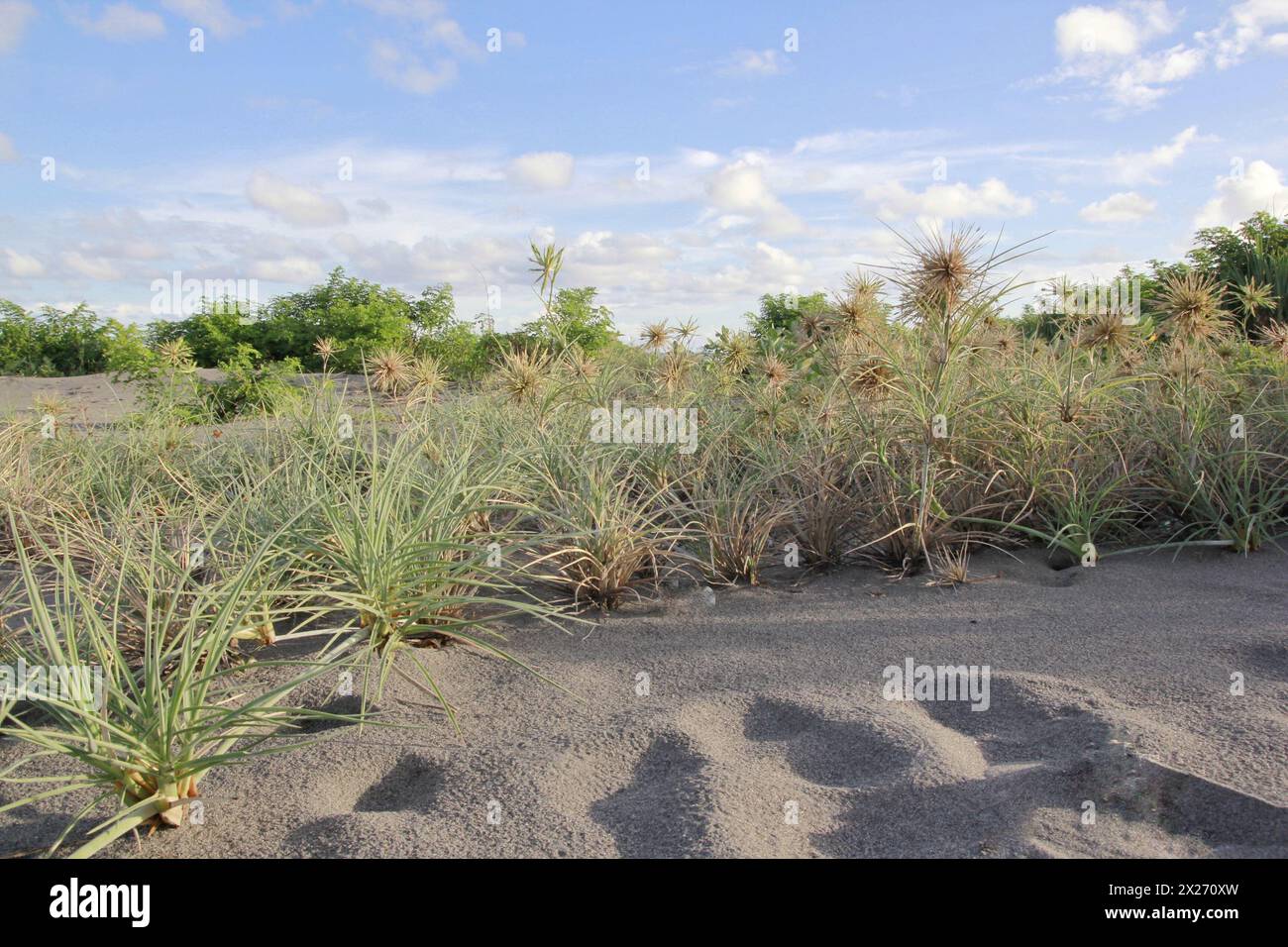 Spiny grass, a vine that grows wild in the sandbanks area of ...