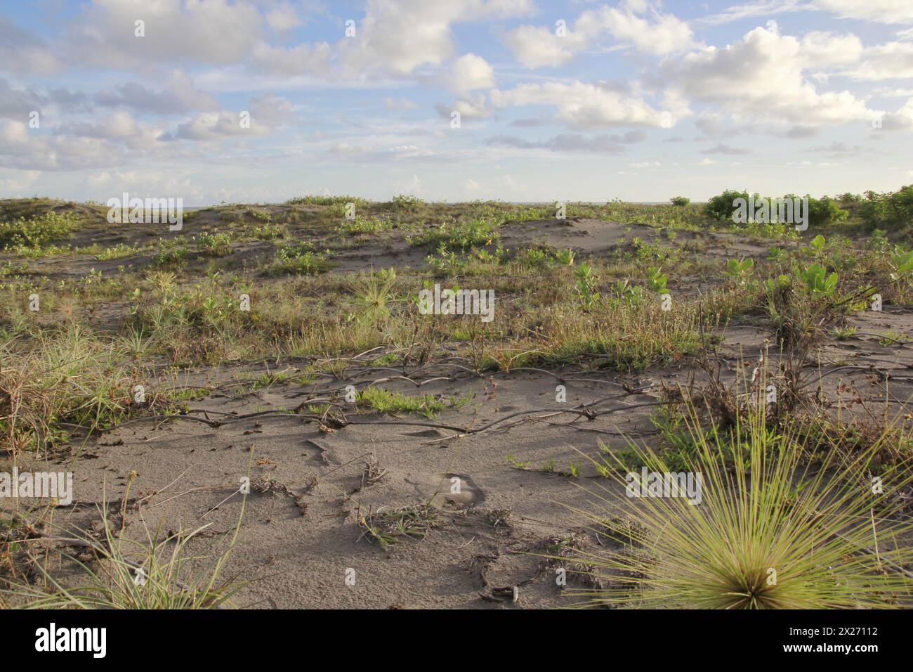 Spiny grass, a vine that grows wild in the sandbanks area of ...