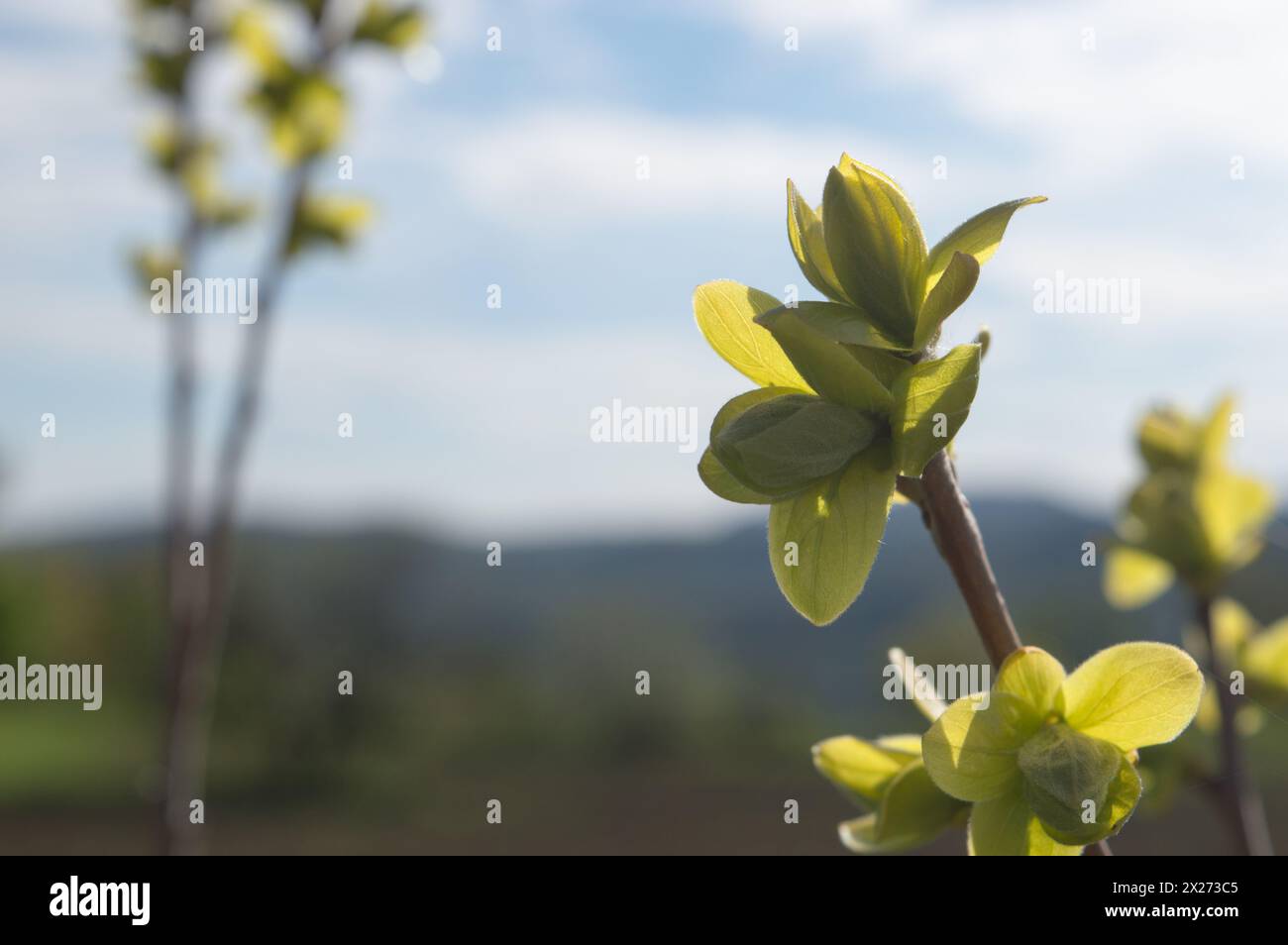 Young quince leaf growing on the tip of the branch of fig tree, Cydonia ...