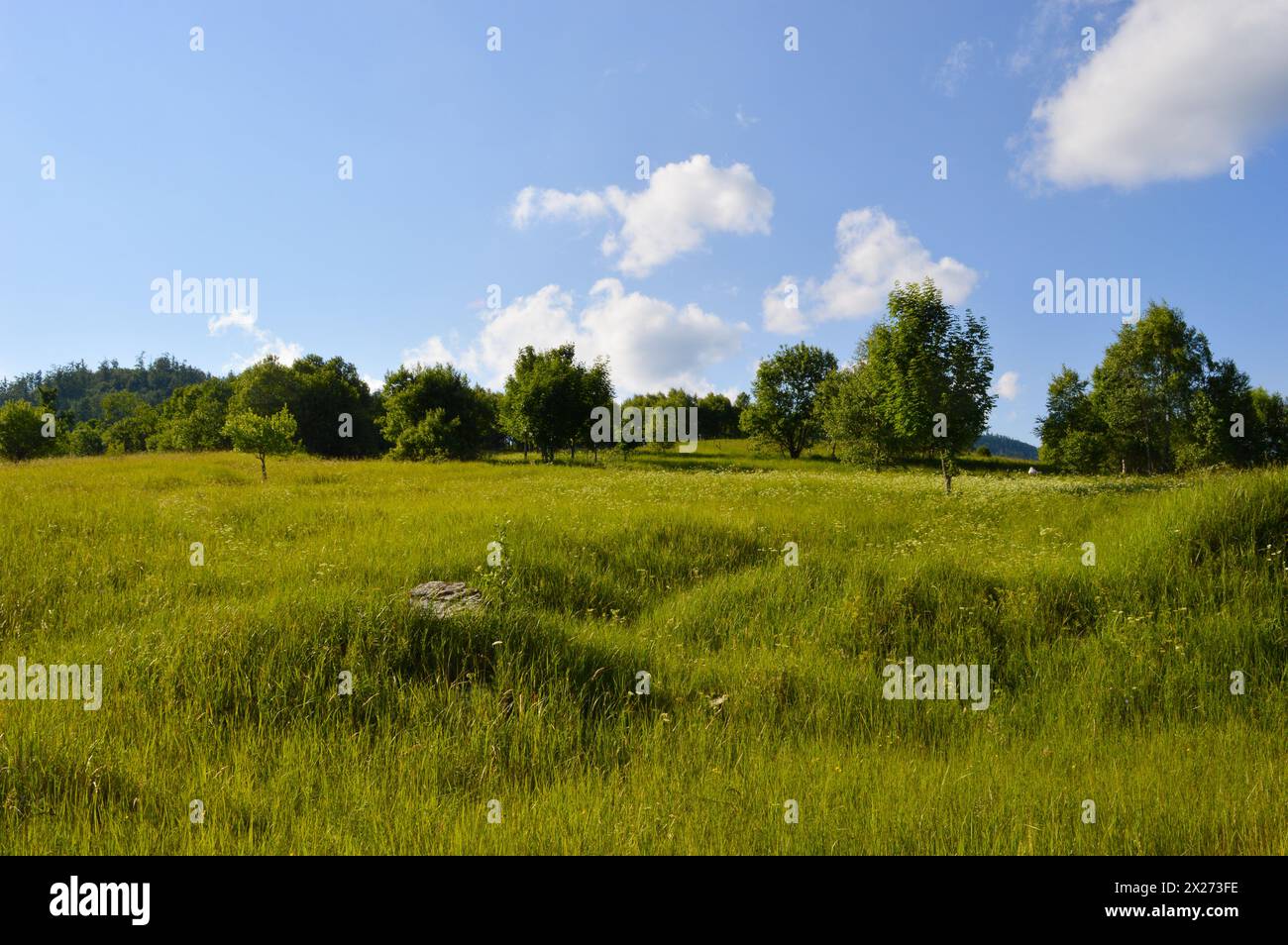 Rural landscape in springtime, messy meadow near the forest, in Gorski ...