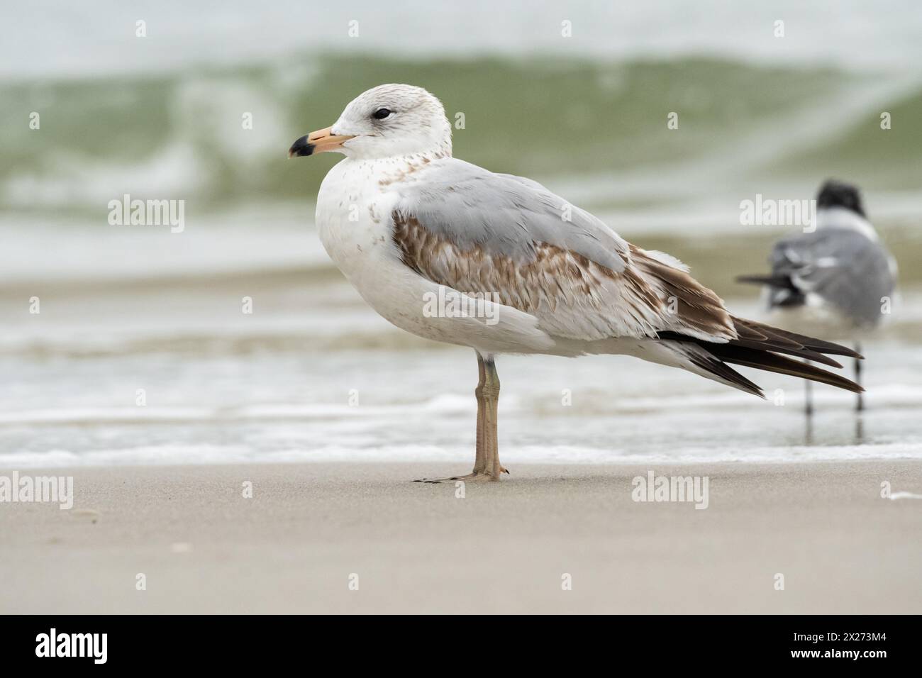 Ring billed gull (Larus delawarensis) and laughing gull (Leucophaeus ...