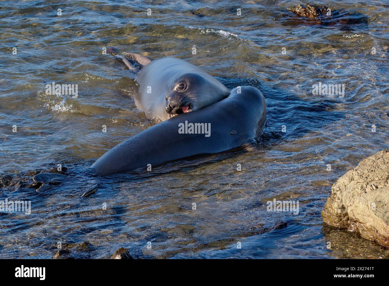Northern Elephant Seals (Mirounga angustirostris) in the water near the ...