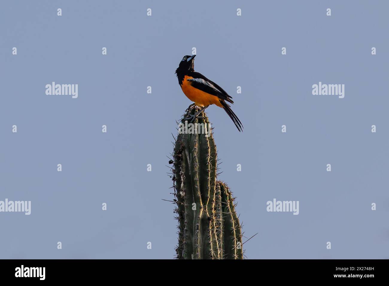 Venezuelan Troupial (Icterus icterus) sitting atop cactus, on the ...