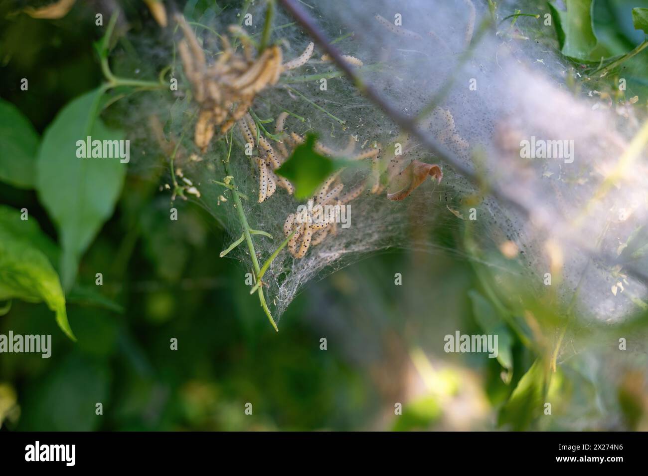 Web of spider moths ( Yponomeutidae ) on a tree Stock Photo - Alamy