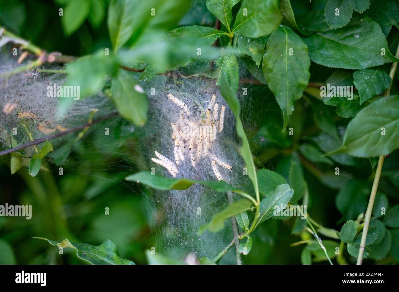 Spider moths hi-res stock photography and images - Alamy