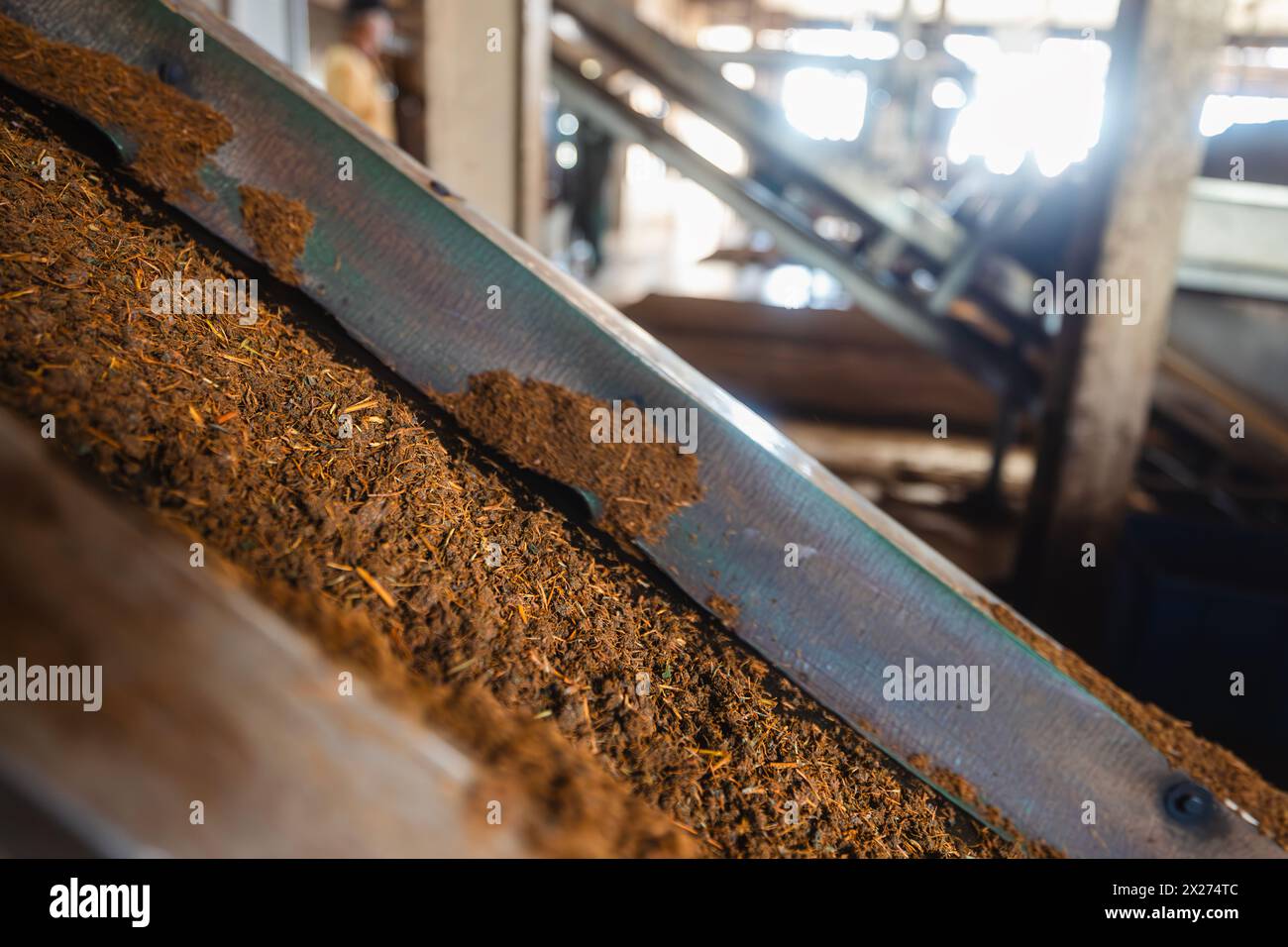 Tea on conveyor belt during producing process in tea factory in Sri ...