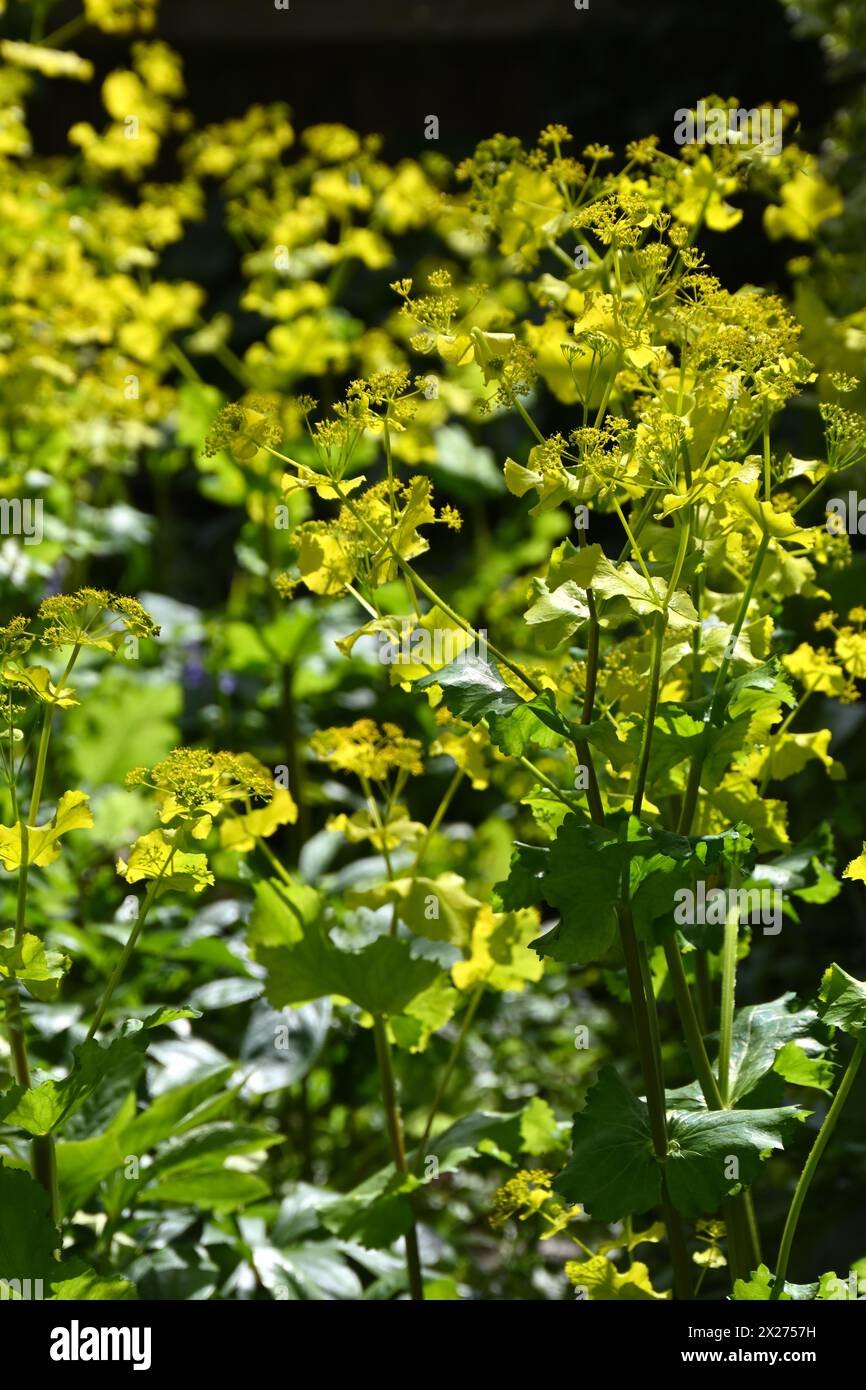 acid yellow spring flowers of Smyrnium perfoliatum in UK garden April ...