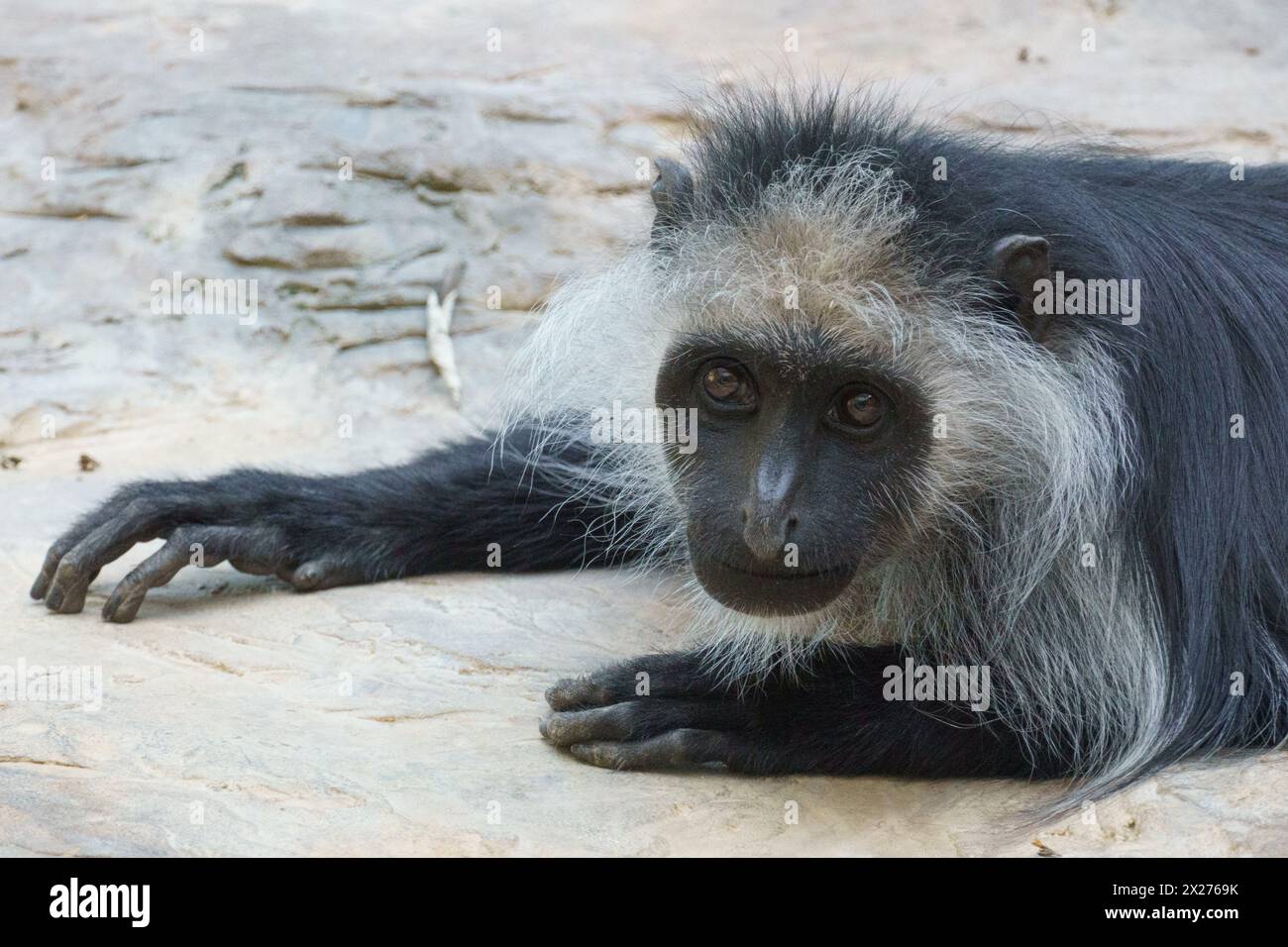 Portrait of the head of a king colobus monkey (Colobus polykomos ...