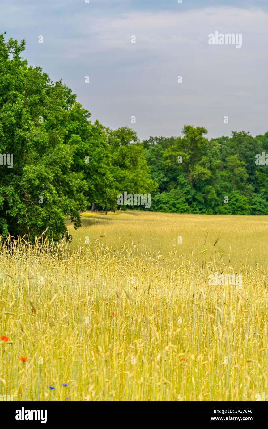 Wheat field with trees, part of a natural landscape Stock Photo - Alamy