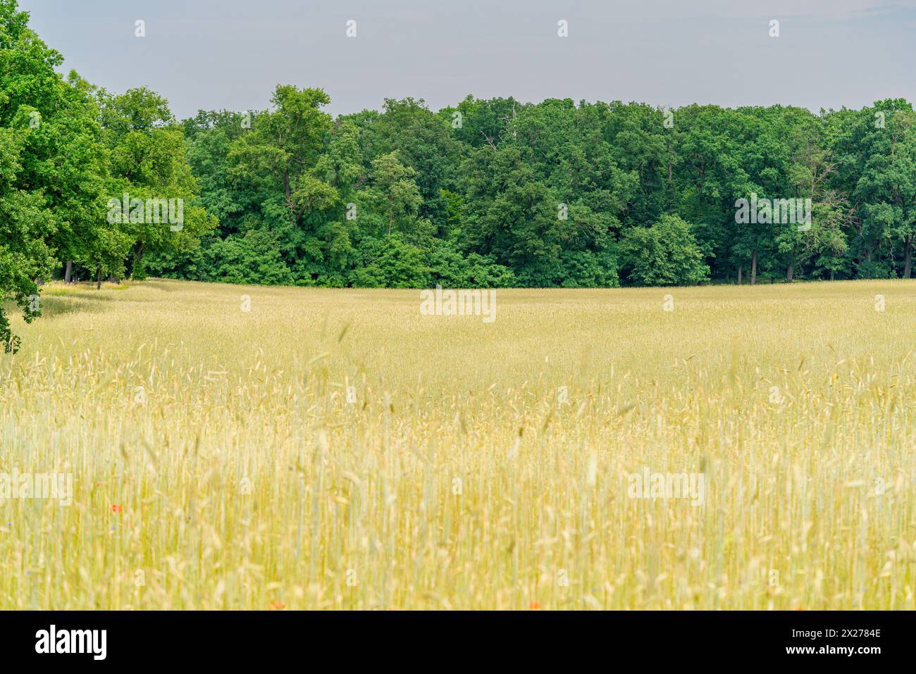 Wheat field with trees, part of a natural landscape Stock Photo - Alamy