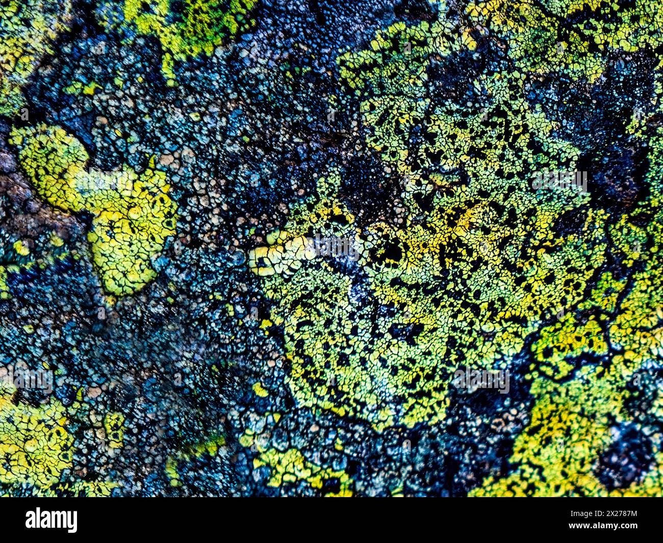 Abstract background formed by the map lichen (Rhizocarpon geographicum ...