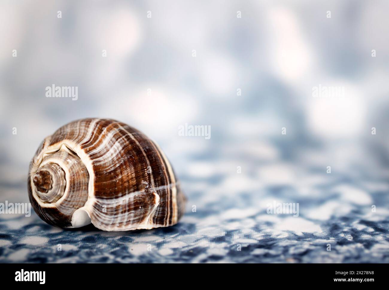 beautiful sheefish in front of blue background Stock Photo - Alamy