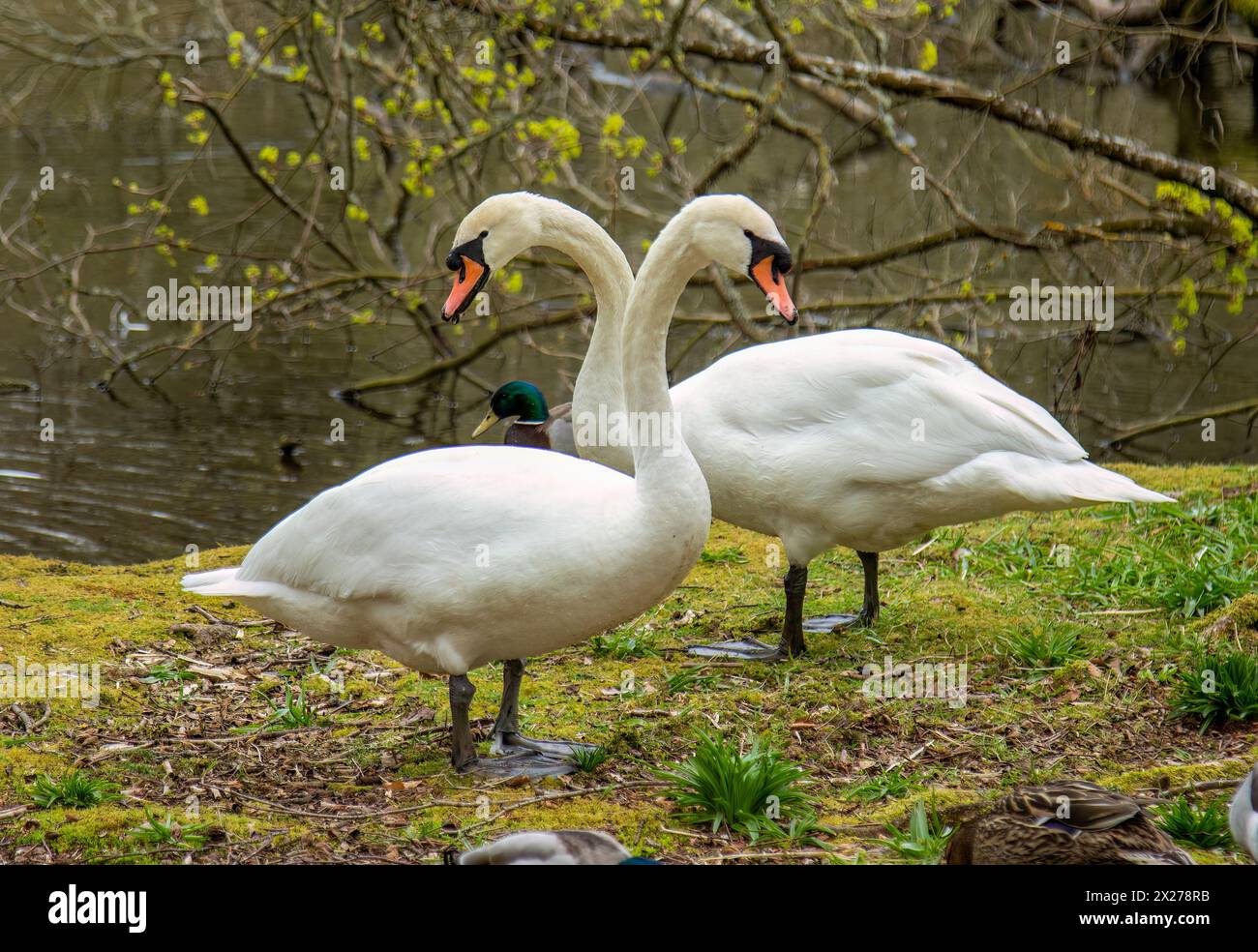 Mute swan breeding pair hi-res stock photography and images - Alamy