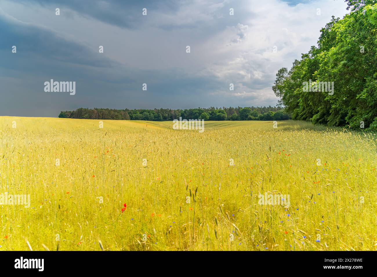 Wheat field with trees, part of a natural landscape Stock Photo - Alamy