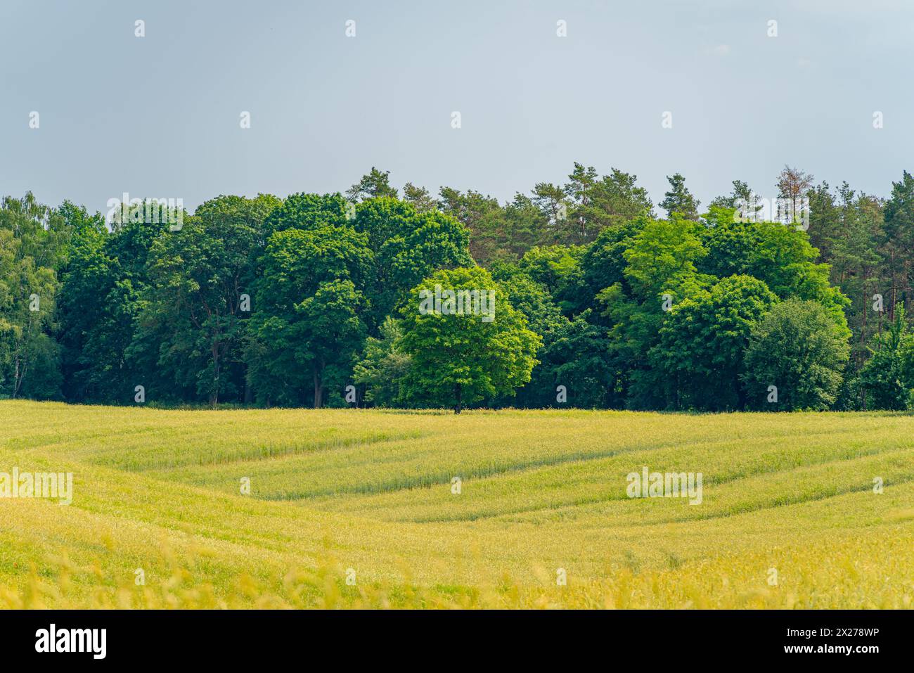 Wheat field with trees, part of a natural landscape Stock Photo - Alamy