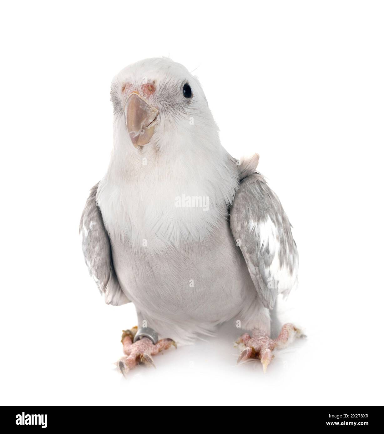 female gray cockatiel in front of white background Stock Photo - Alamy