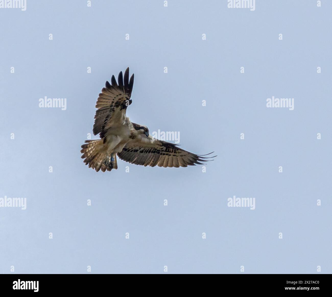Osprey flying in the blue sky with wings spread Stock Photo - Alamy