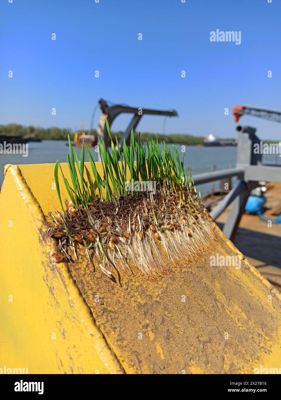 Wheat sprouted on an iron structure. Sprouted wheat Stock Photo - Alamy
