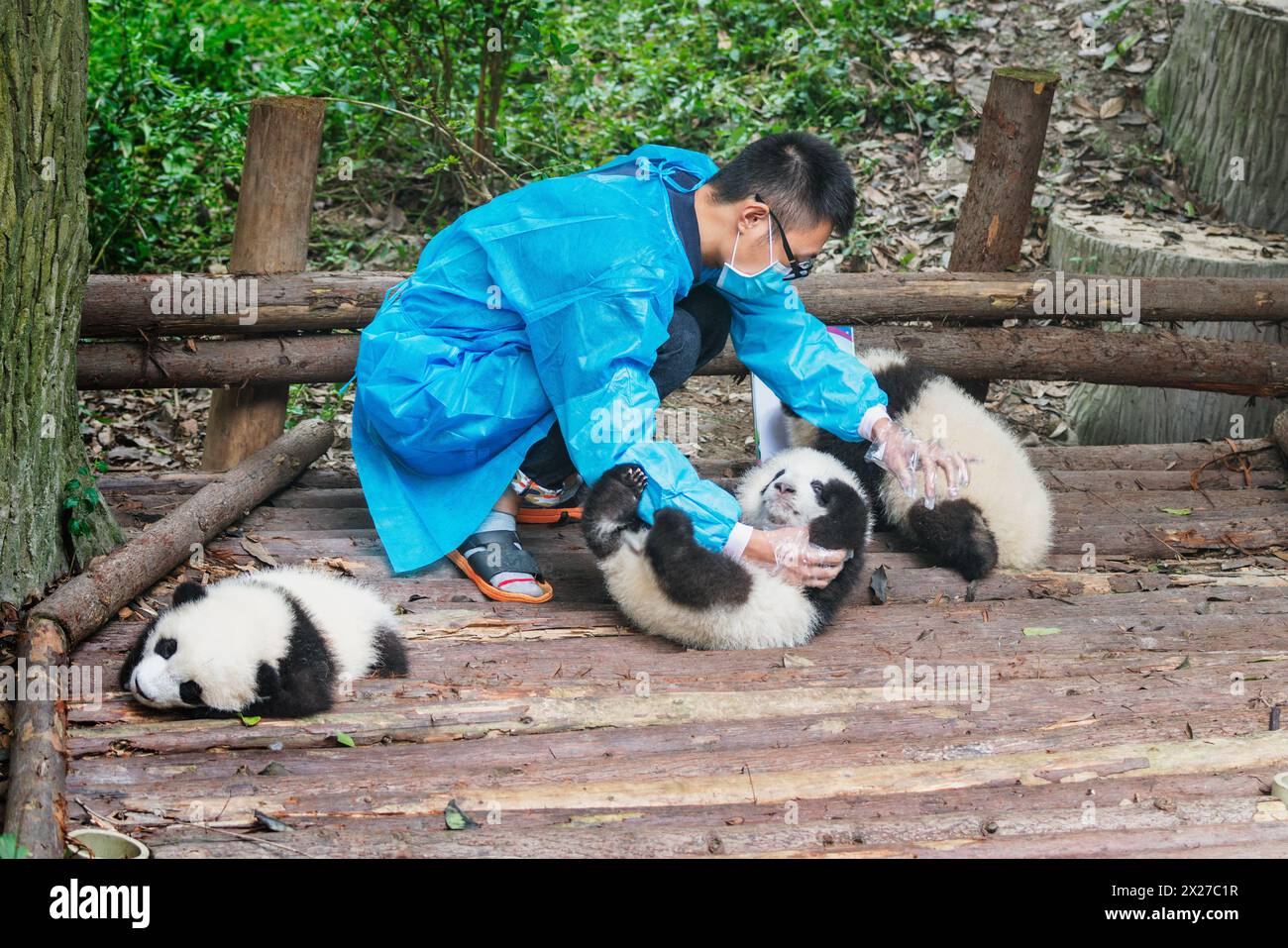 Veterinarian takes care of panda babies in the zoo Stock Photo - Alamy