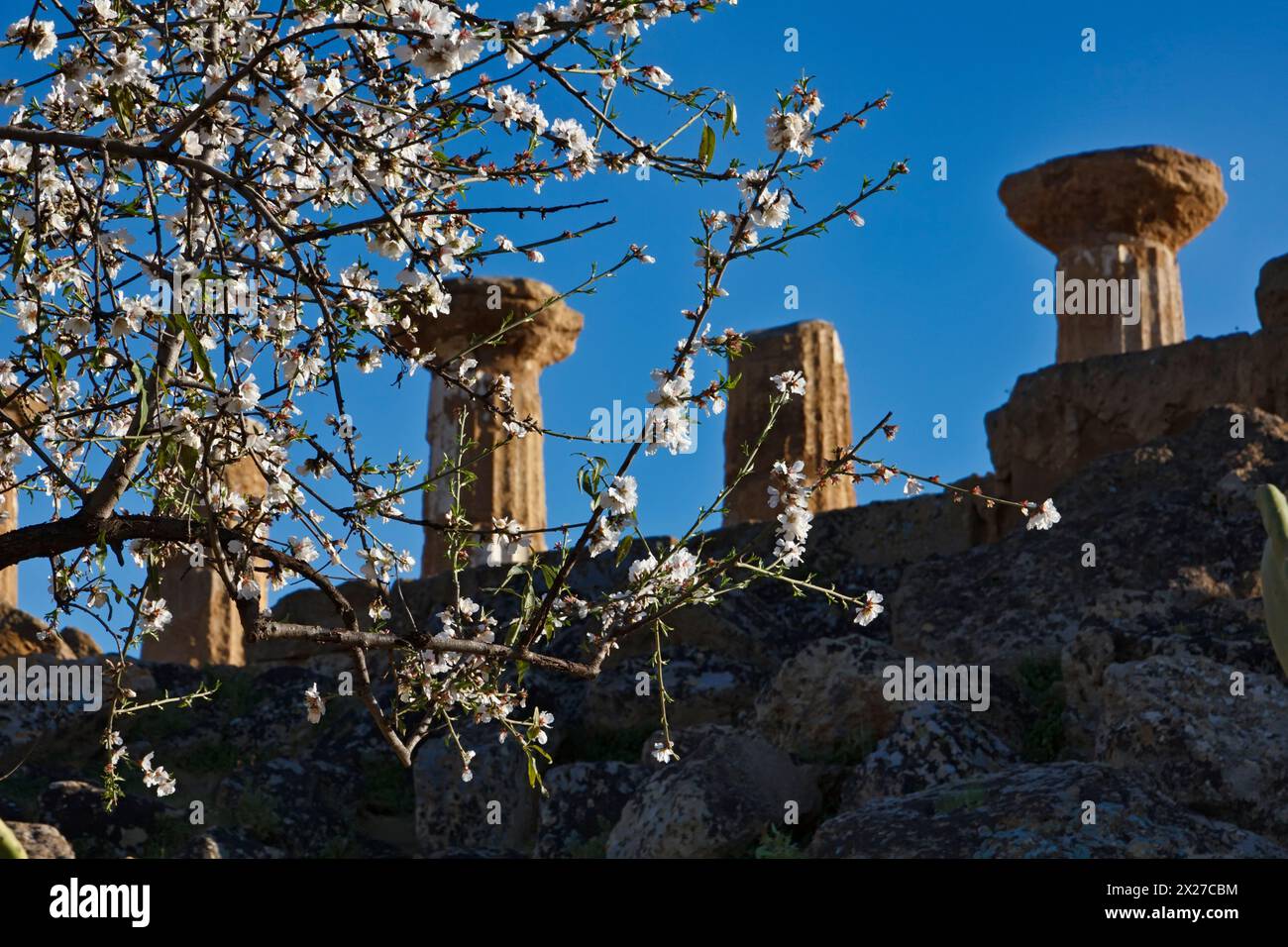 Italy, Sicily, Agrigento, Greek Temples Valley, almond tree with ...