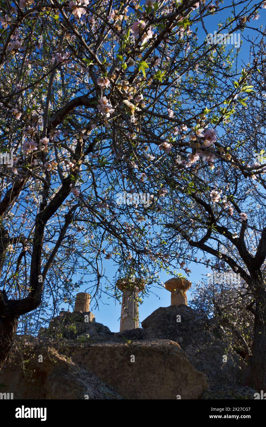 Italy, Sicily, Agrigento, Greek Temples Valley, almond tree with ...
