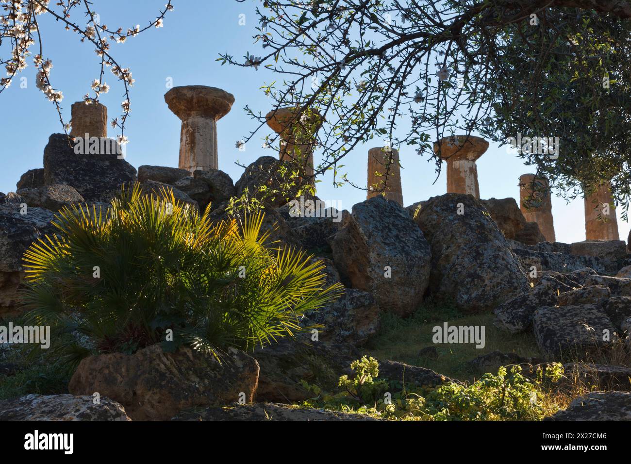 Italy, Sicily, Agrigento, Greek Temples Valley, almond tree with ...