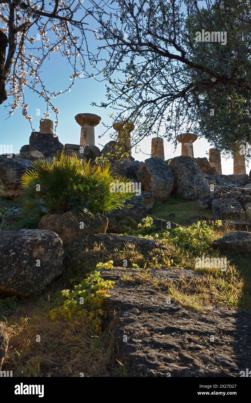 Italy, Sicily, Agrigento, Greek Temples Valley, almond tree with ...