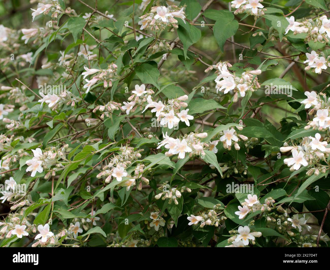 beauty bush, Kolkwitzie, Perlmuttstrauch, Kolkwitzia ravissant ...