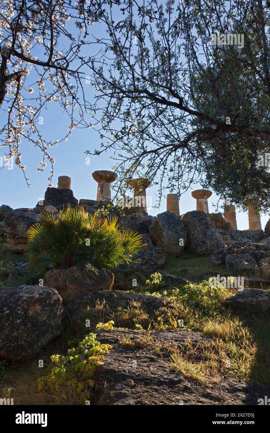 Italy, Sicily, Agrigento, Greek Temples Valley, almond tree with ...