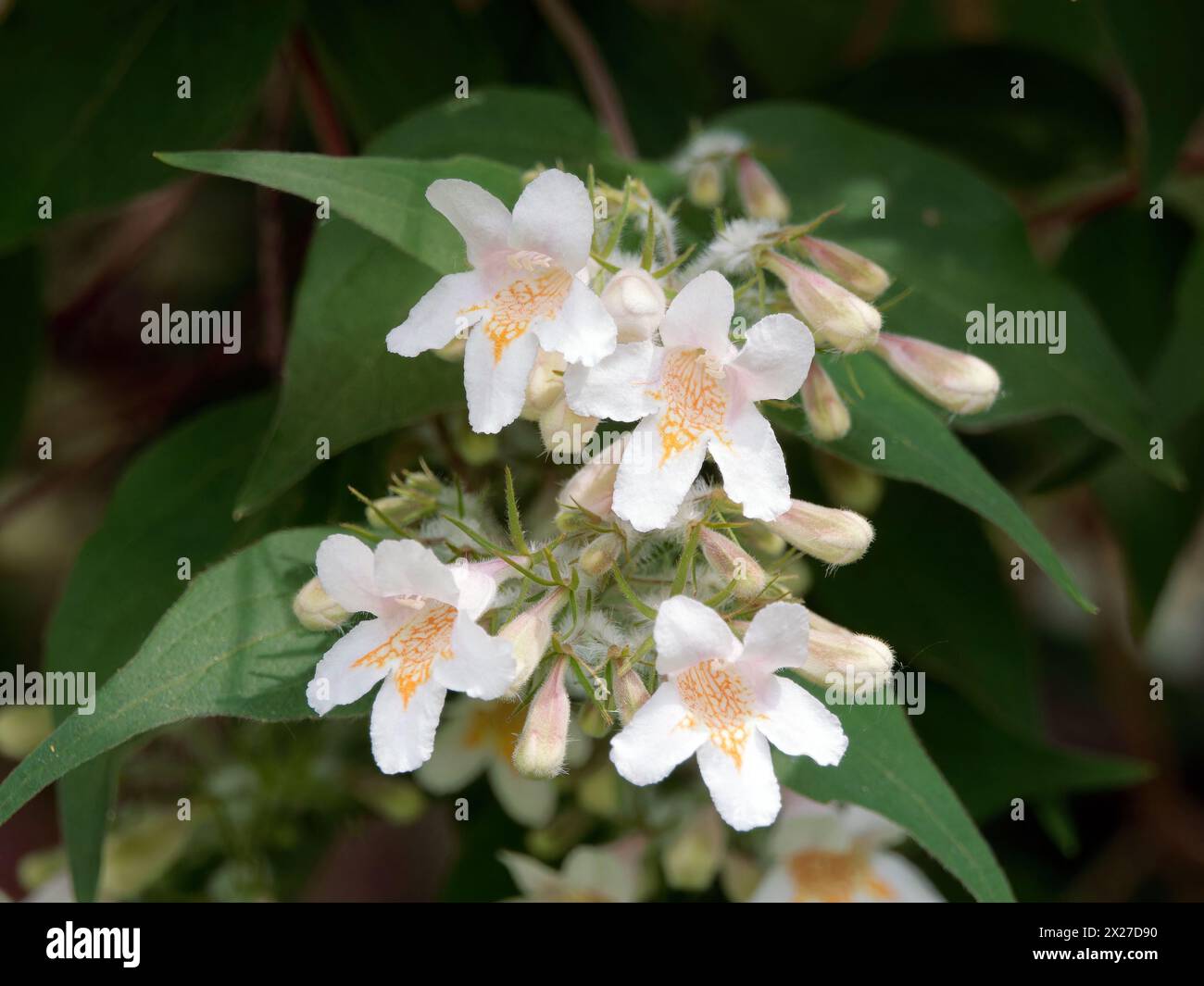 beauty bush, Kolkwitzie, Perlmuttstrauch, Kolkwitzia ravissant ...