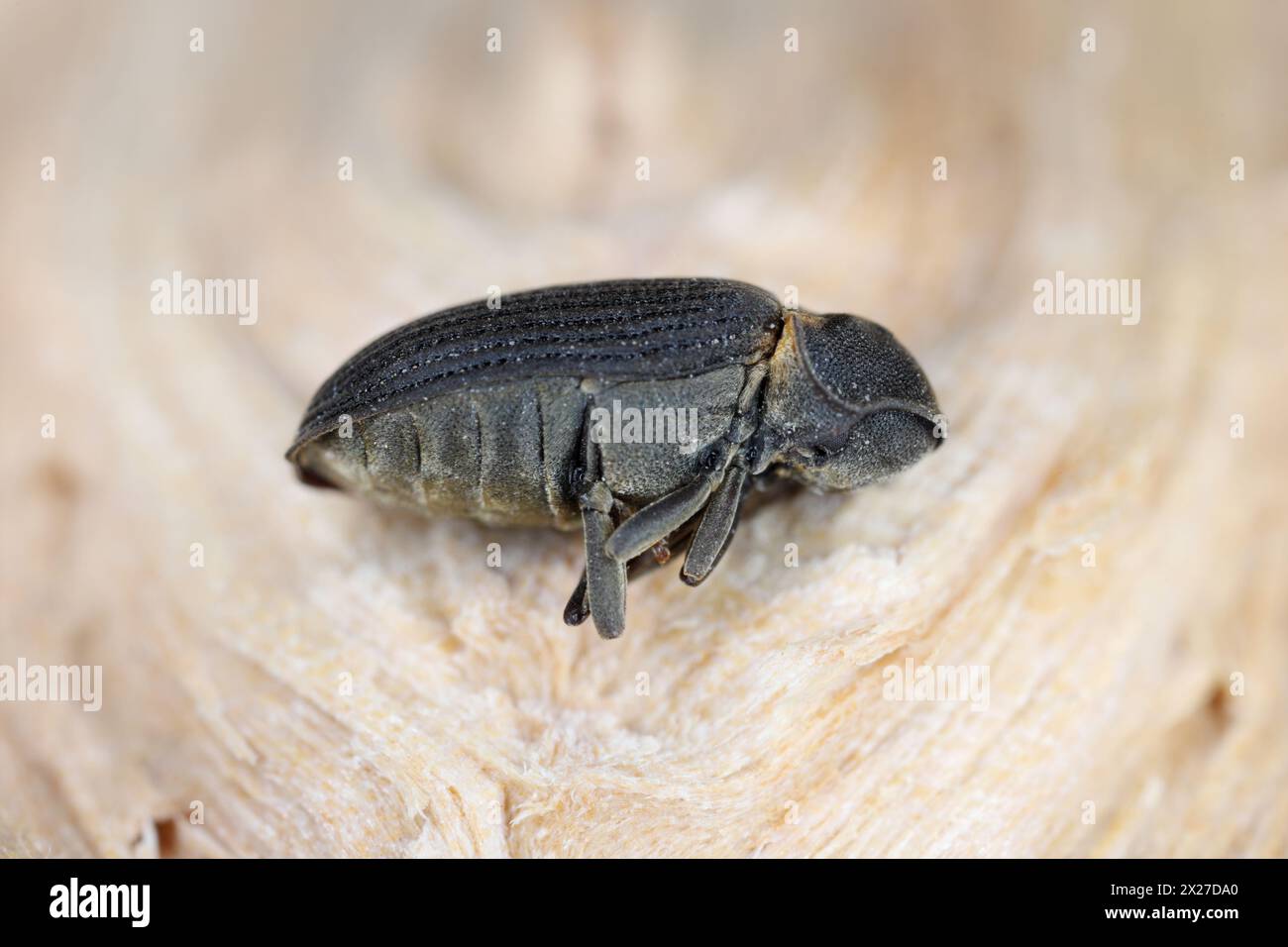 Hadrobregmus pertinax is a species of woodboring beetle from family ...