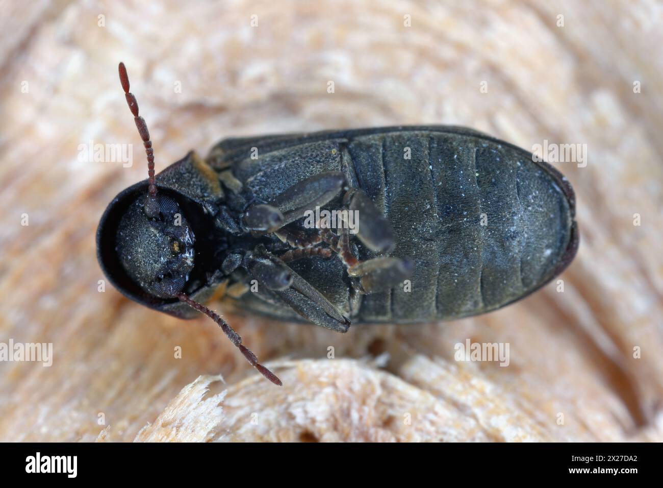 Hadrobregmus pertinax is a species of woodboring beetle from family ...