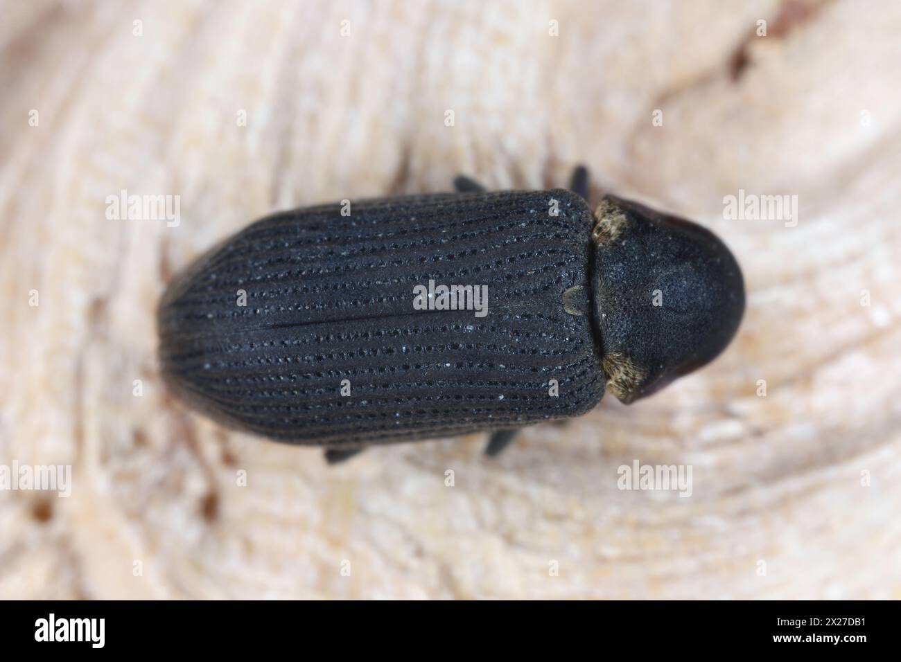Death watch beetle hi-res stock photography and images - Alamy