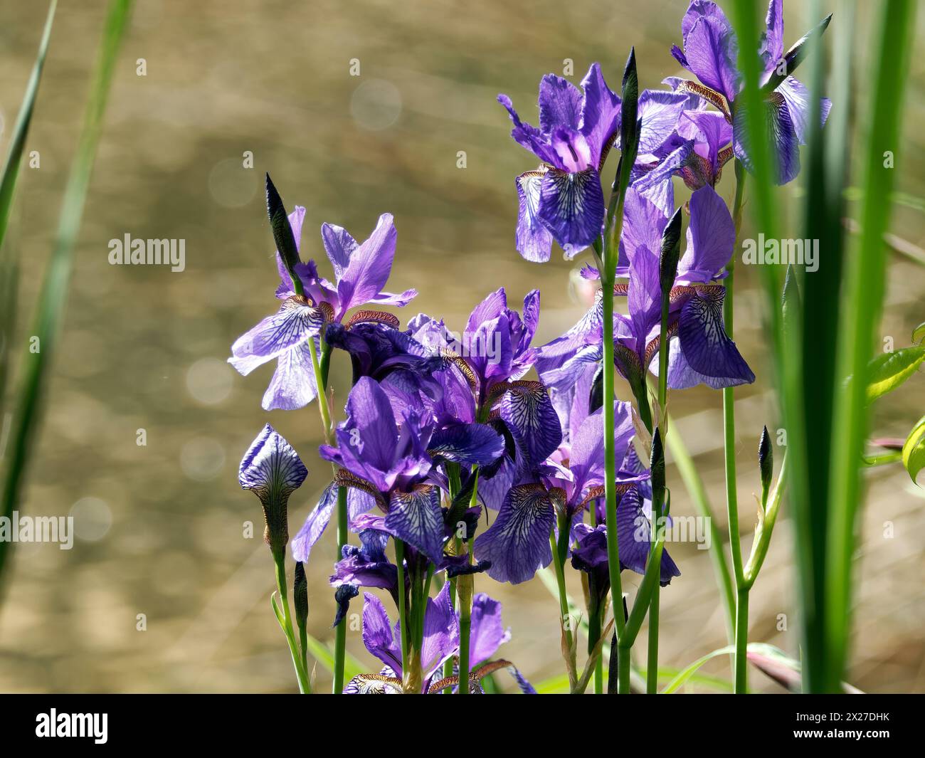 Siberian iris, Siberian flag, Sibirische Schwertlilie, Wiesen ...
